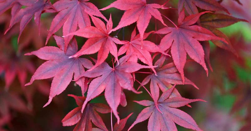 Conoce la hoja de Maple y su significado - Mandalas para Colorear